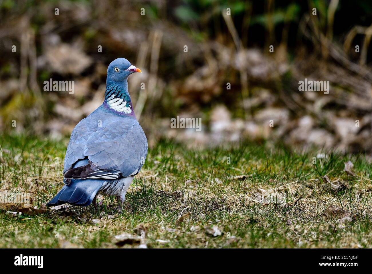 It's springtime and Common wood pigeon is back for another summer ...