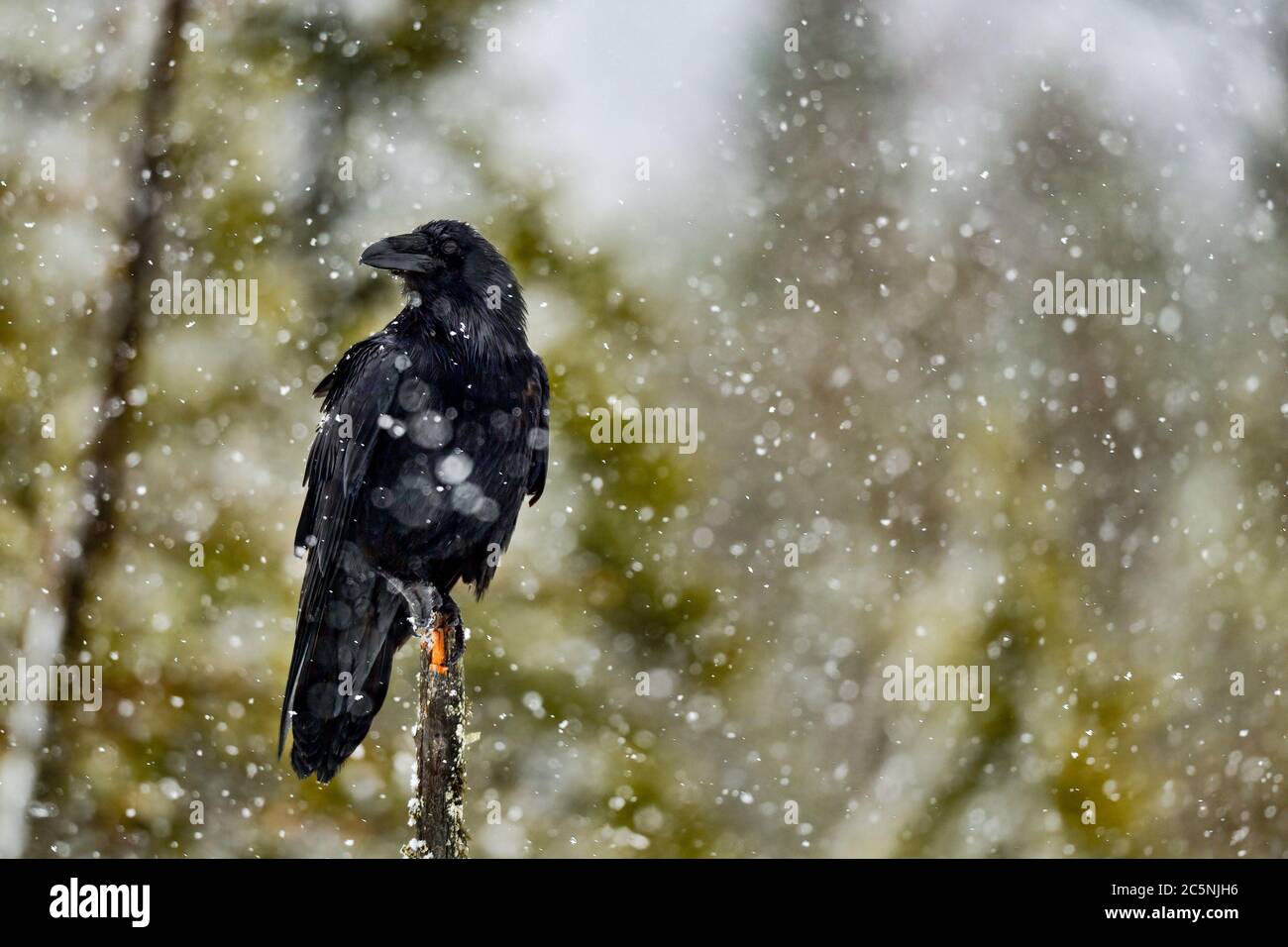 Raven snow hi-res stock photography and images - Alamy