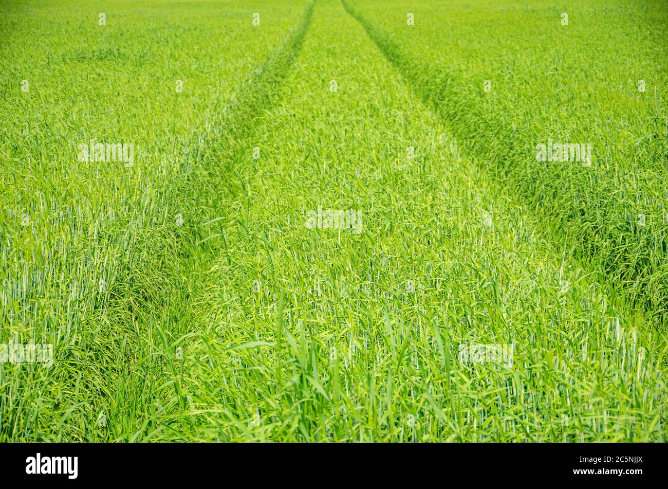 Green cereal field with driven machine feet, food Stock Photo - Alamy