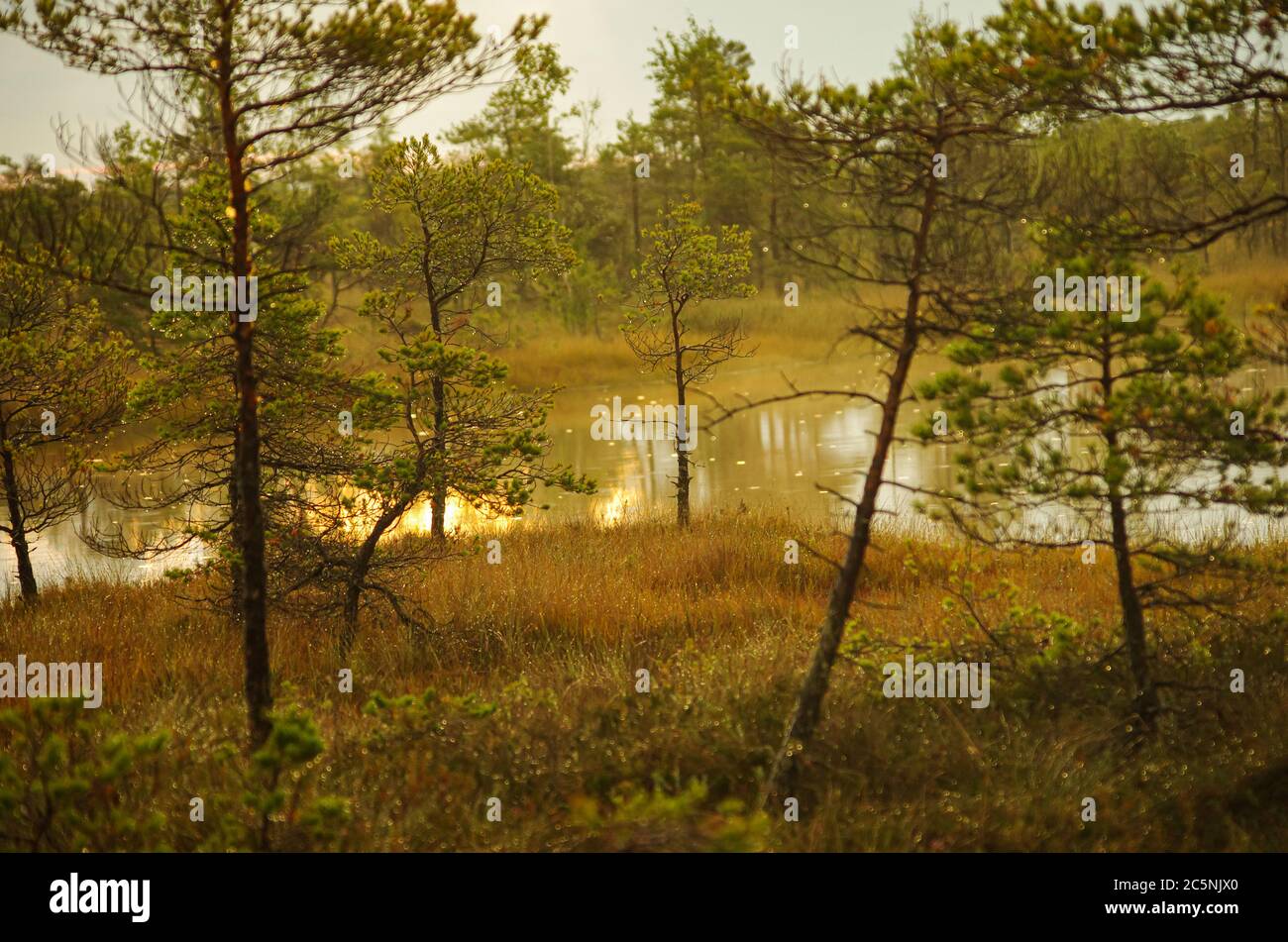 small rain in the swamp with small pines, rain Stock Photo - Alamy