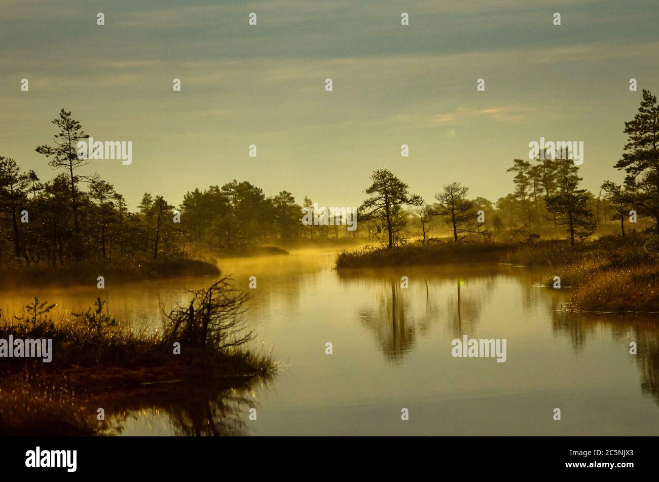 Swamp with a beautiful pond and small pines, nature Stock Photo - Alamy