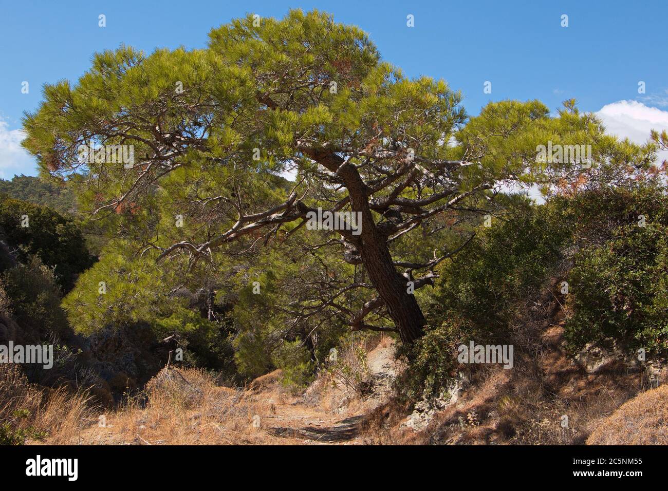 Pine trees on Karpathos in Greece,Europe Stock Photo - Alamy