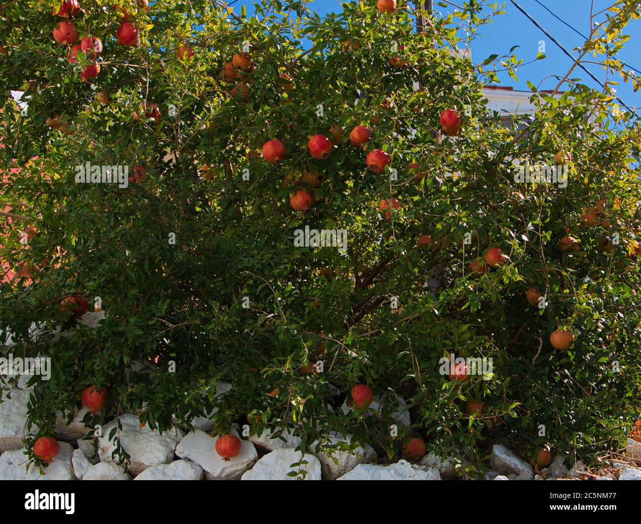 Pomegranate tree in Pigadia on Karpathos in Greece,Europe Stock Photo ...