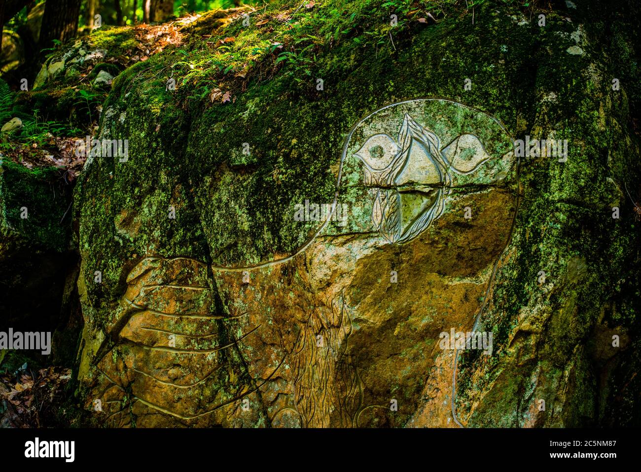 alfa, american black bear, americanus, animal, autumn, baribal, bear ...