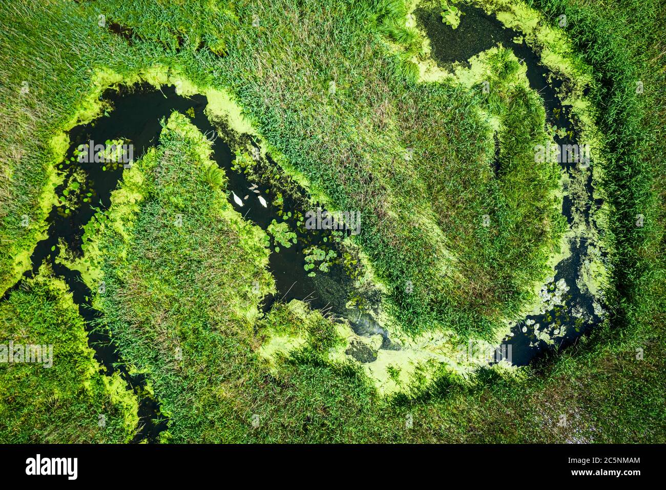 Aerial view of blooming algae on the river in spring Stock Photo - Alamy