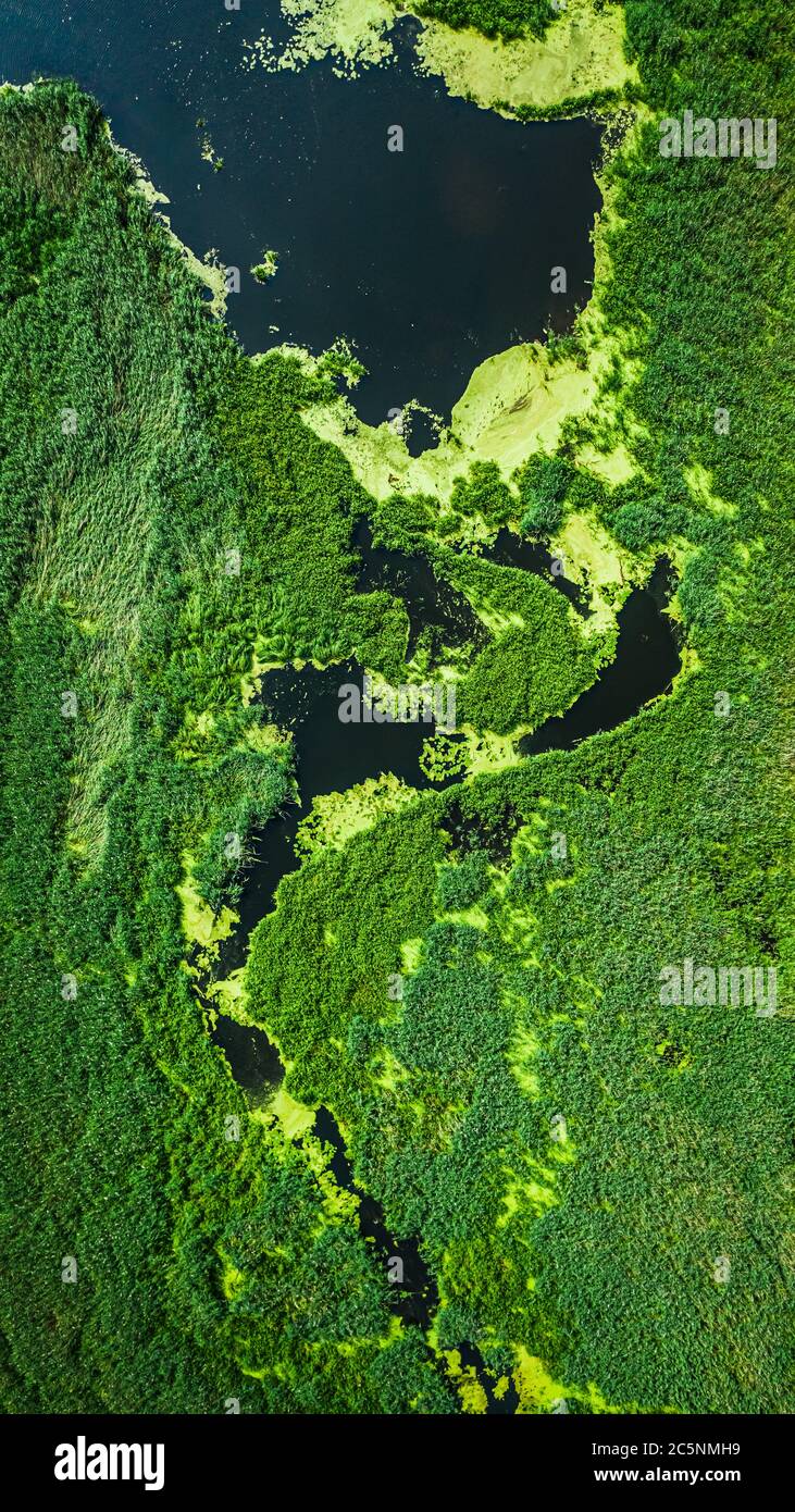 Top view of green algae on the river in spring Stock Photo - Alamy