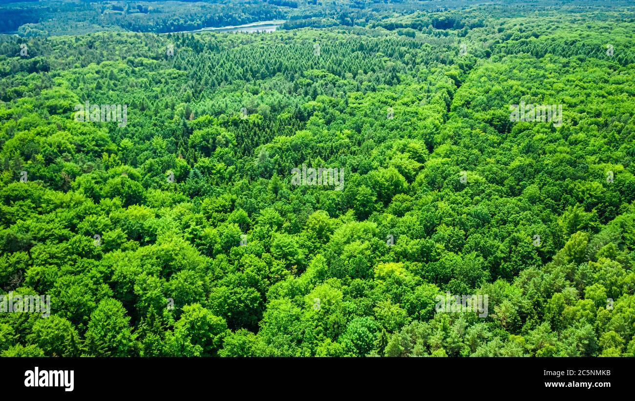 Aerial view of green forest in summer Poland, Europe Stock Photo - Alamy