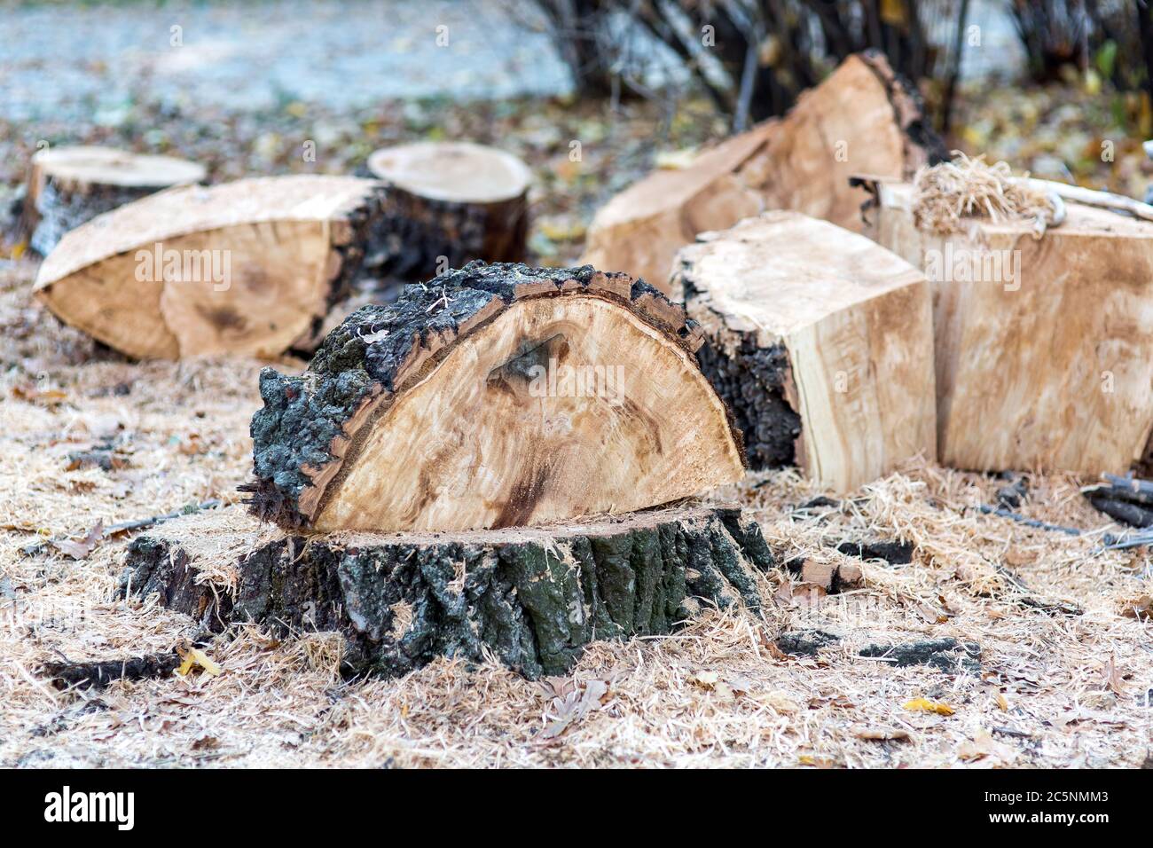 The consequences of cutting old wood remains of wood in the form of ...