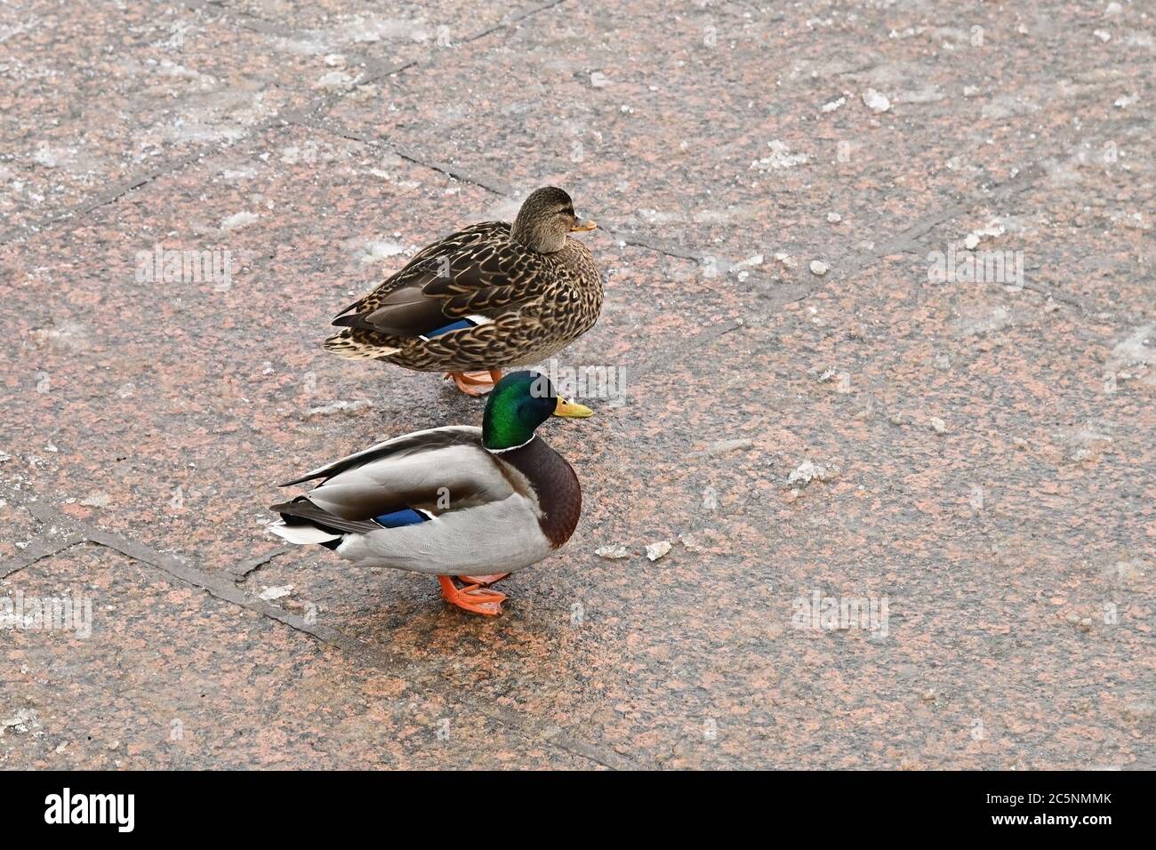 Mallard duck couple, drake and female wild duck standing side by side ...