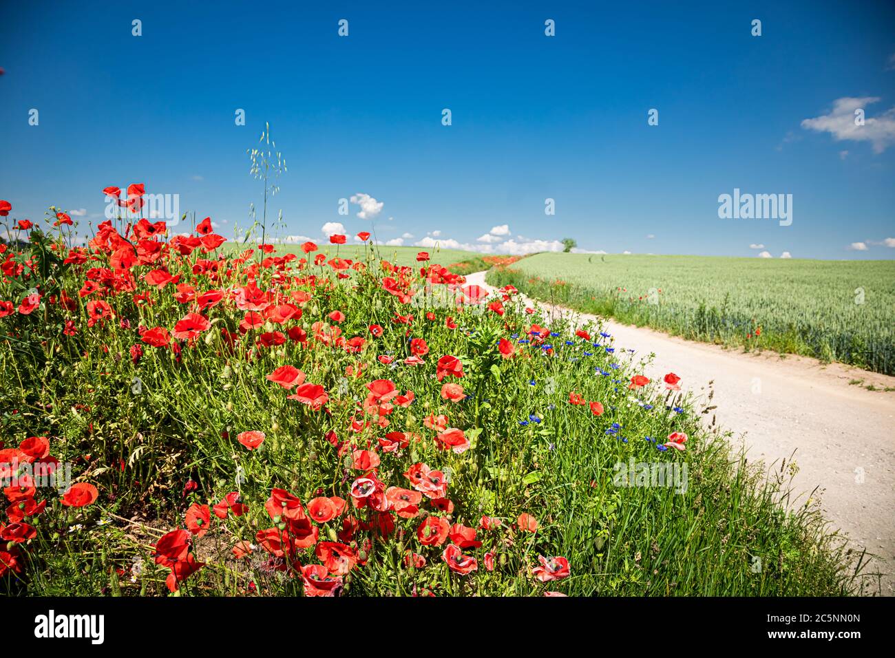 Poppy seed flower and green field, in summer, aerial view Stock Photo ...