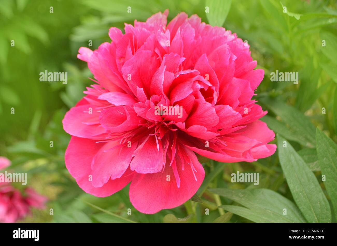 Beautiful red fragrant peonies flowers. Bouquet of burgundy peonies ...