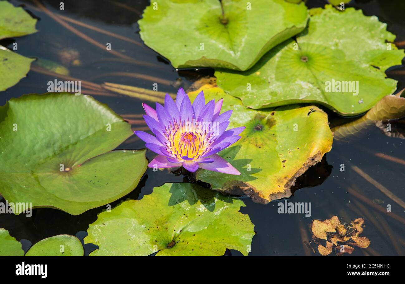 Blue Star Asian waterlily Nymphaea Stellata Stock Photo - Alamy