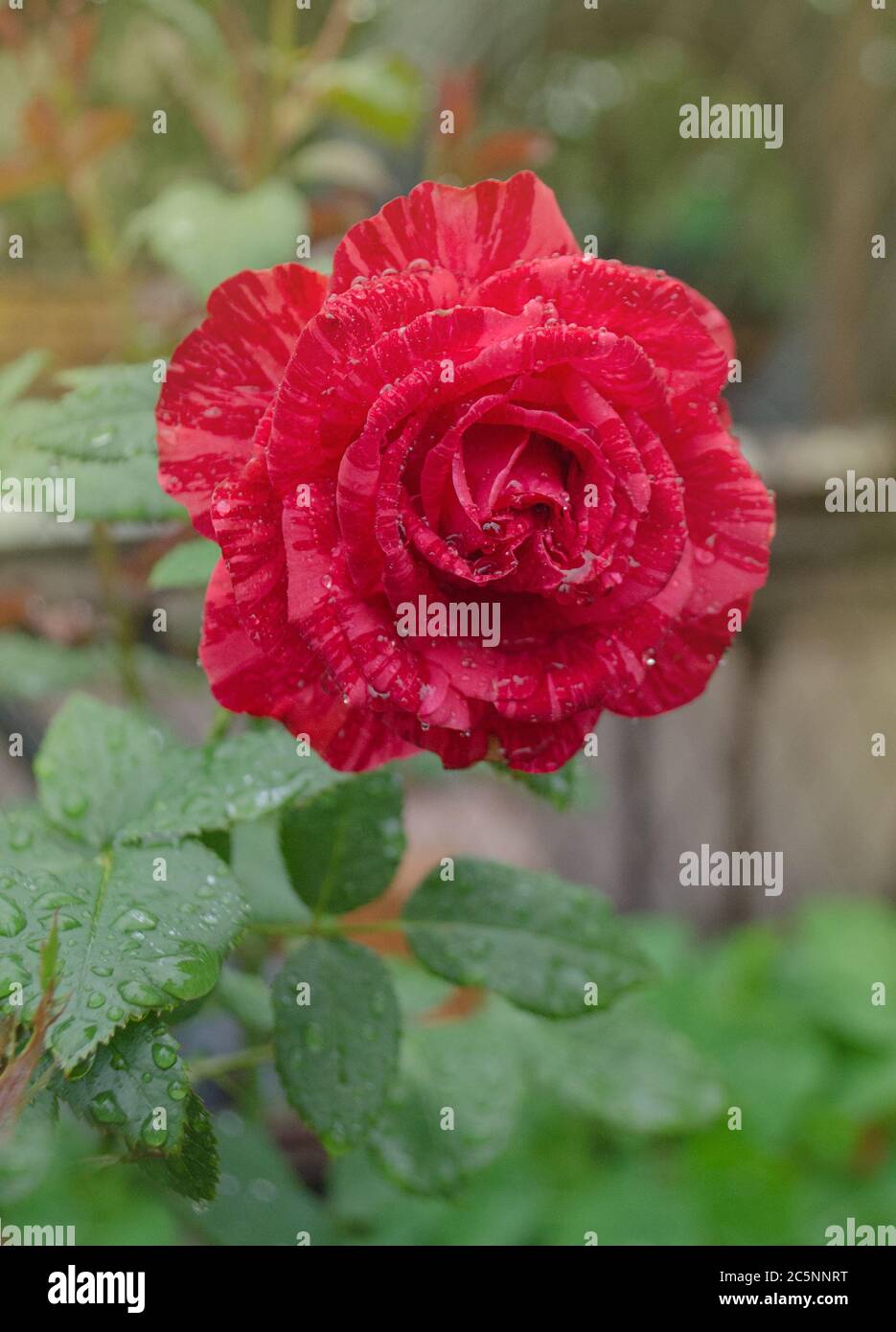 Colorful bush of striped roses in the garden. Beautiful pink and white ...