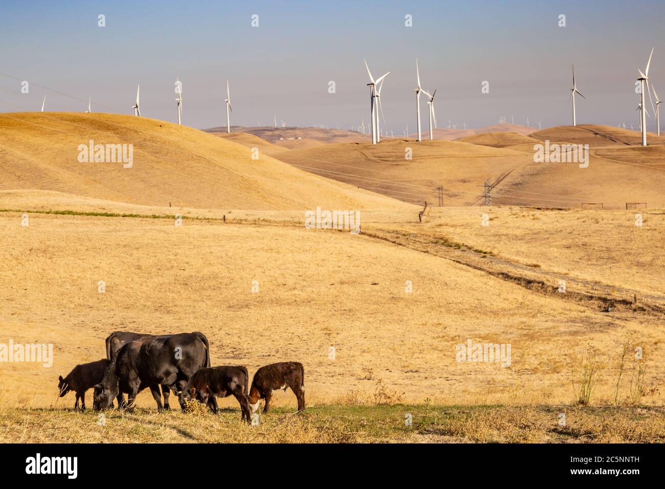 Wind turbines cows grazing hi-res stock photography and images - Alamy