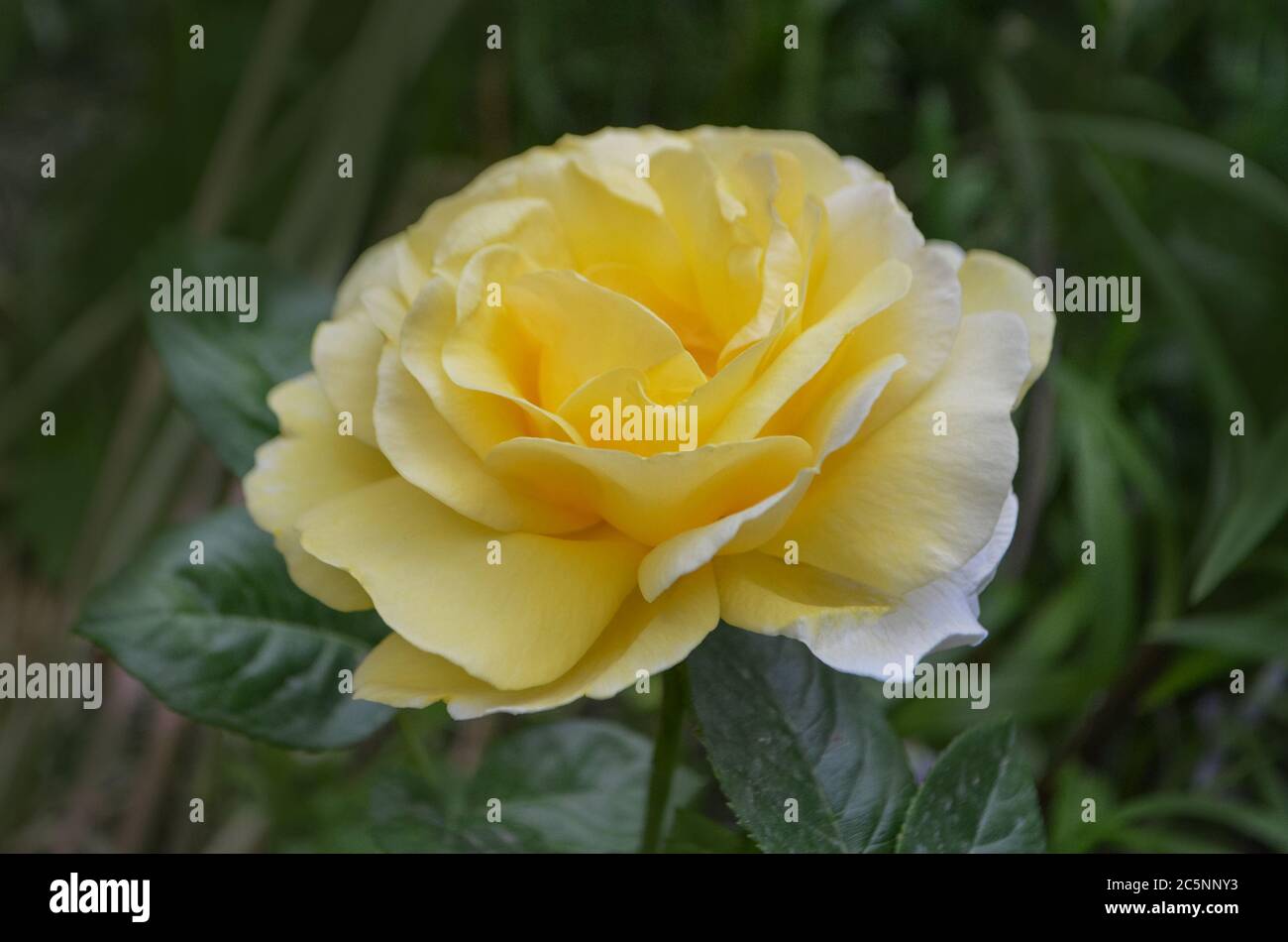 Yellow roses in the garden. Yellow english rose. Yellow rose blooming ...