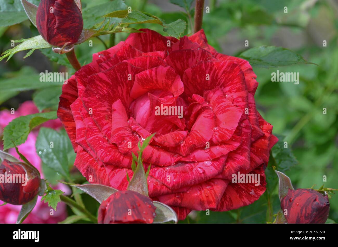 Colorful bush of striped roses in the garden. Red roses with white ...
