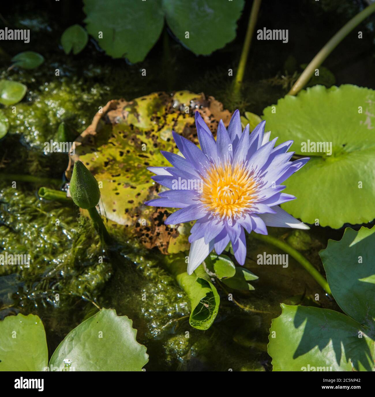 Blue Star Asian waterlily Nymphaea Stellata Stock Photo - Alamy