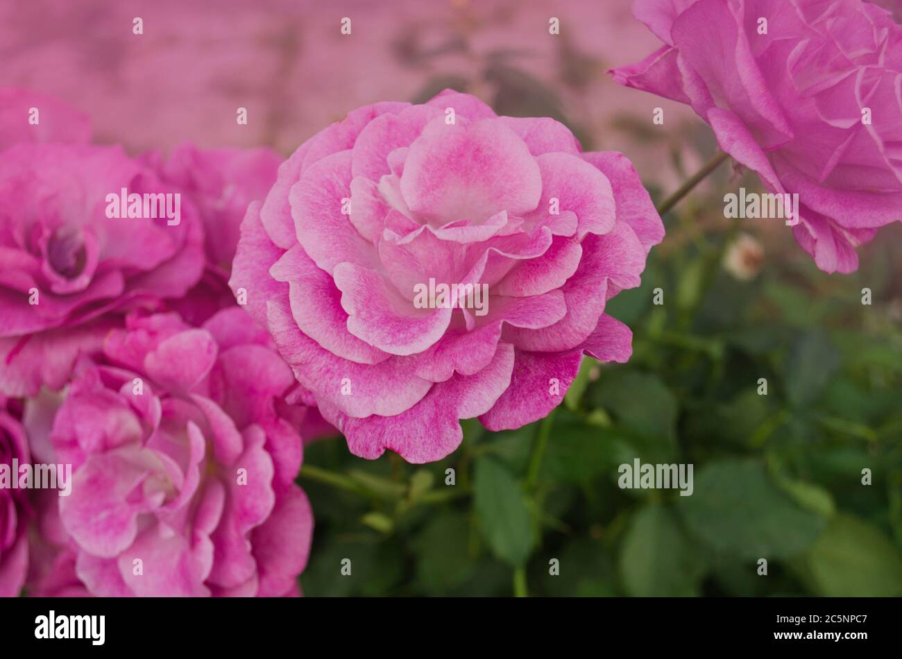 Purple lavender roses flowers in garden. Novalis rose blooming Stock ...