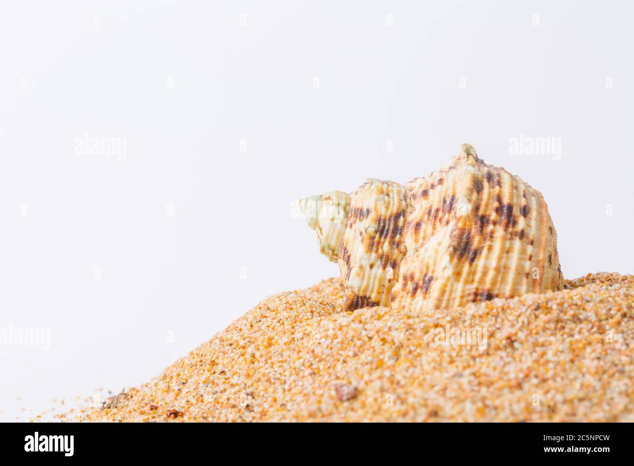 Spiral seashell closeup on white background Stock Photo - Alamy