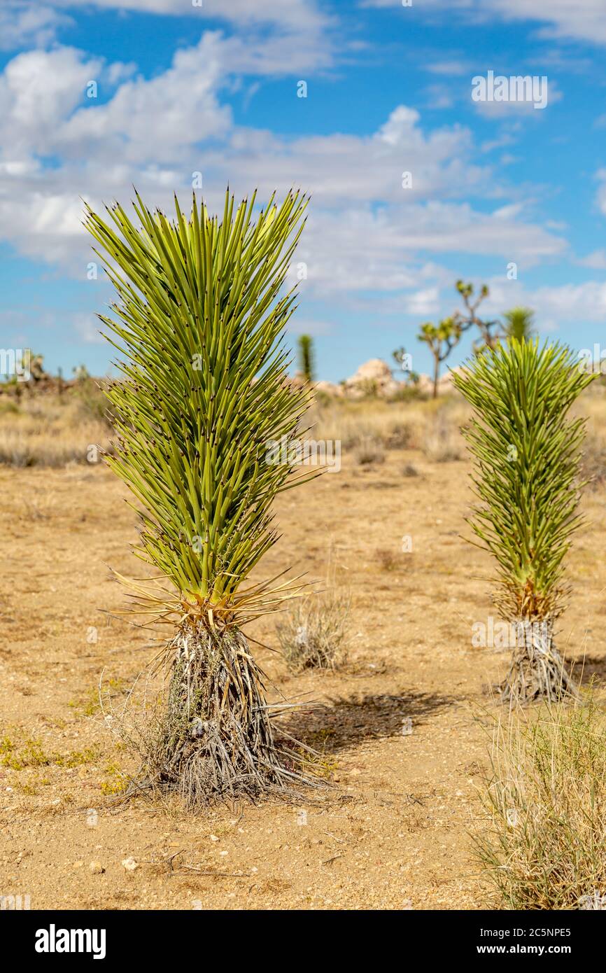 Young yucca plants hi-res stock photography and images - Alamy