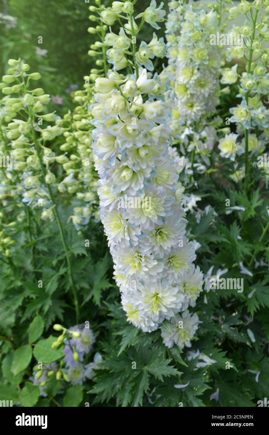 Delphinium flowers plant with green leaves in the garden. Bio garden ...
