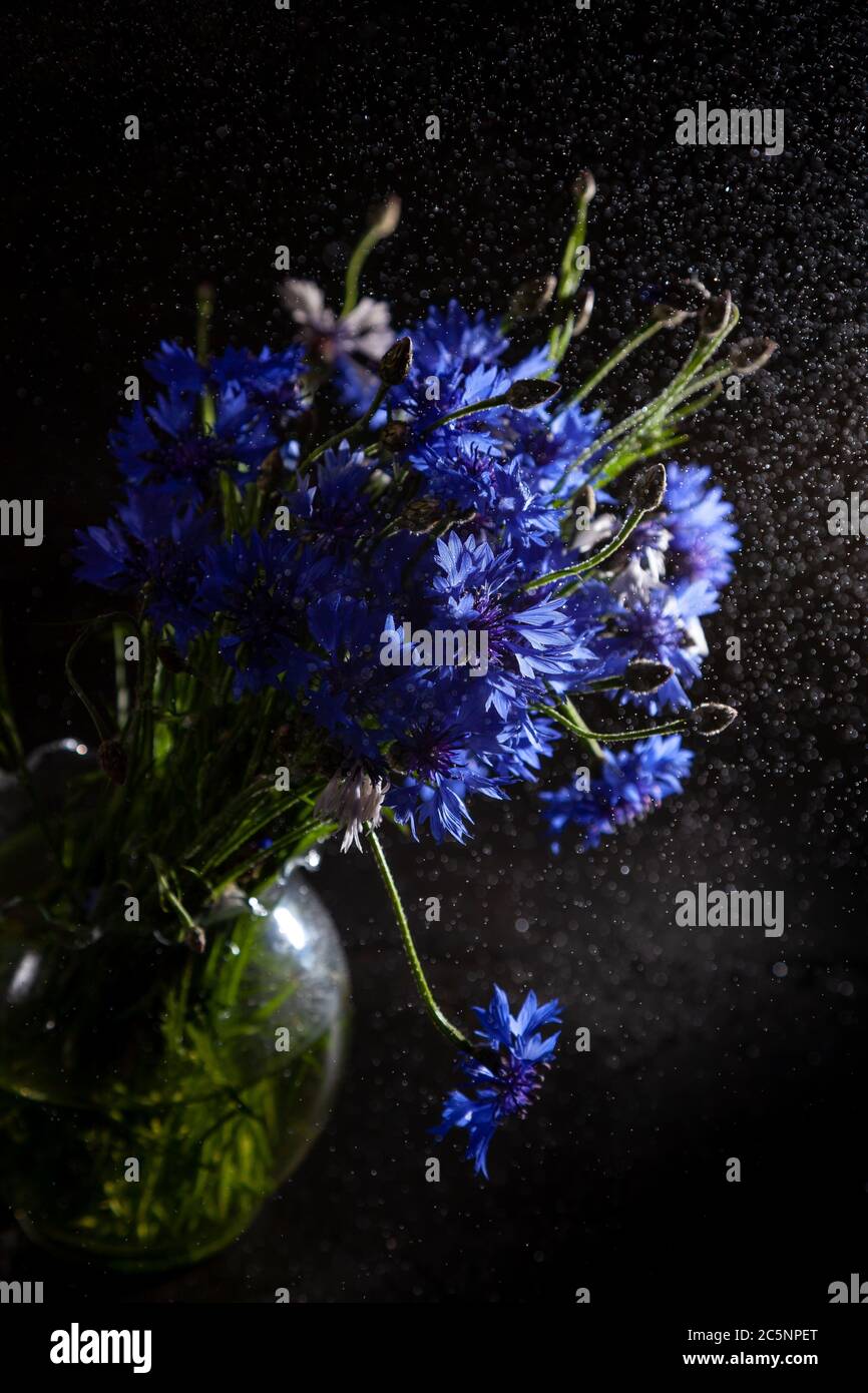 Cornflowers vase hi-res stock photography and images - Alamy