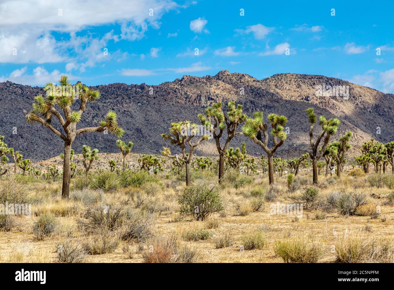 Joshua trees growing in Joshua Tree National Park with mountains behind ...