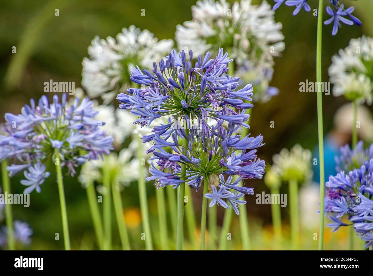 Blue violet flowers background in the garden Stock Photo - Alamy