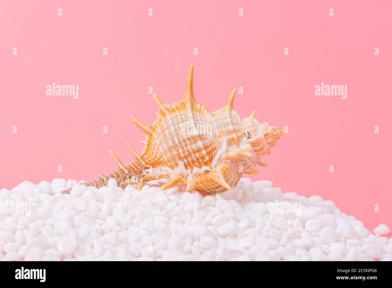 Large spiral shell hi-res stock photography and images - Alamy