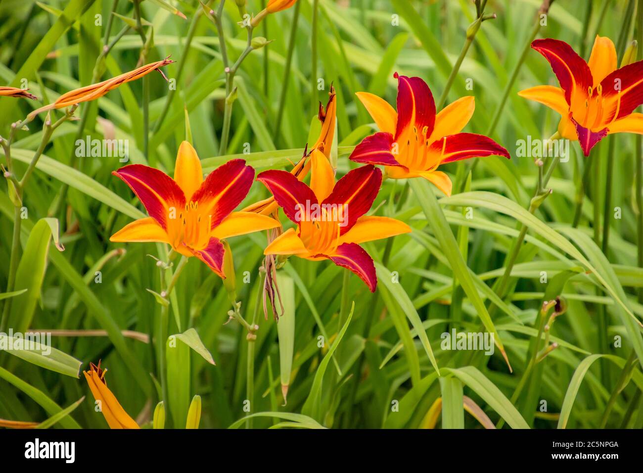 Red-yellow lily flowers background in the garden Stock Photo - Alamy