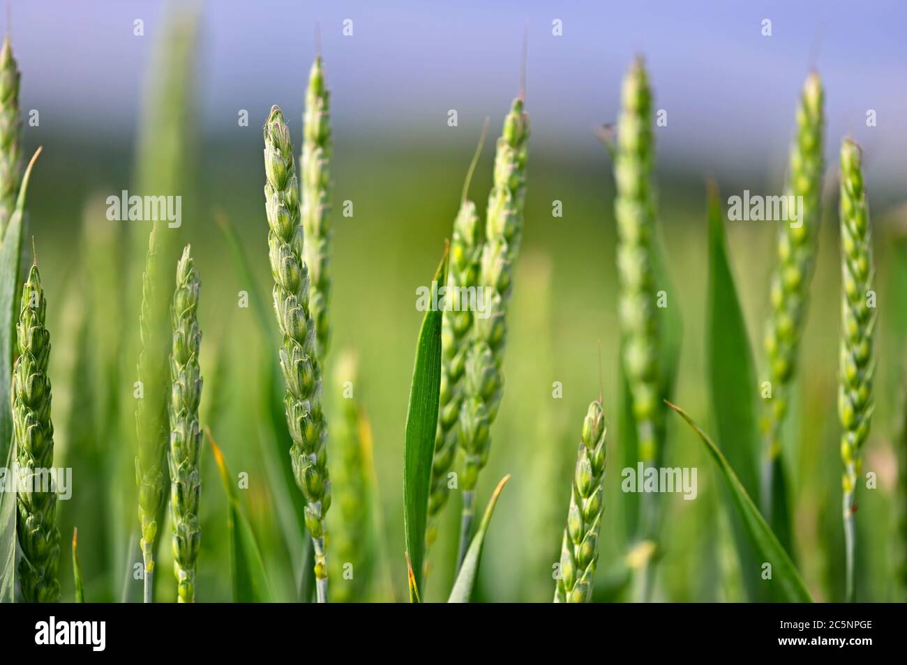 Beautiful close-up of young green corn. Colorful nature background ...