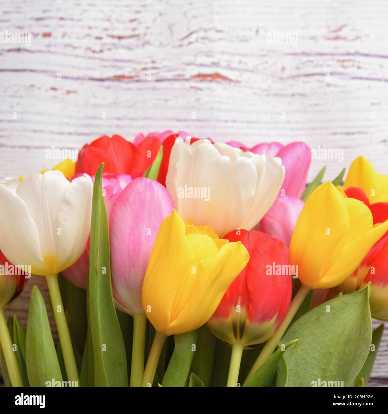 A bouquet of fresh, bright, multi-colored tulips on white wooden boards ...