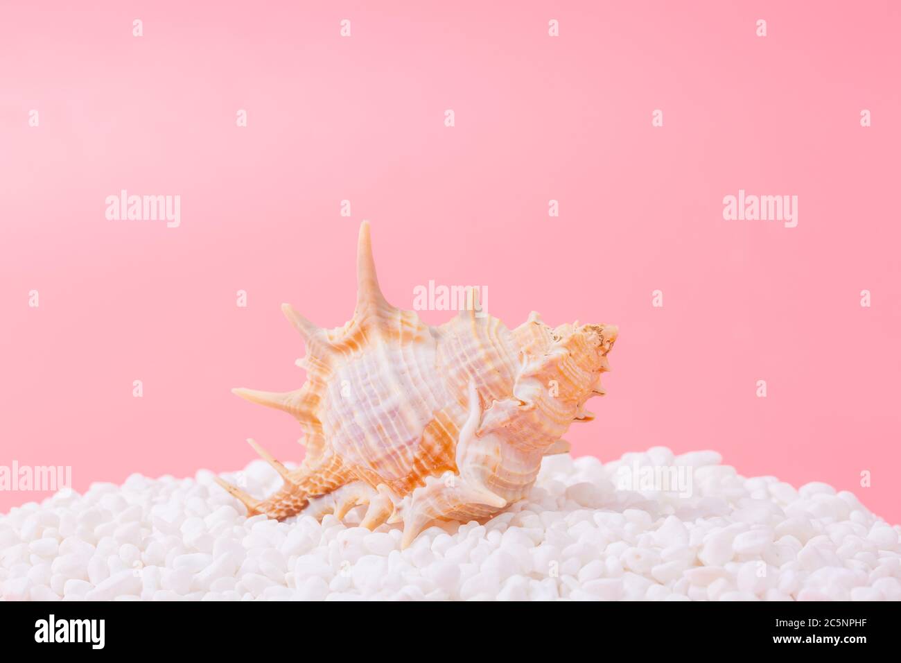 Giant shell hi-res stock photography and images - Alamy