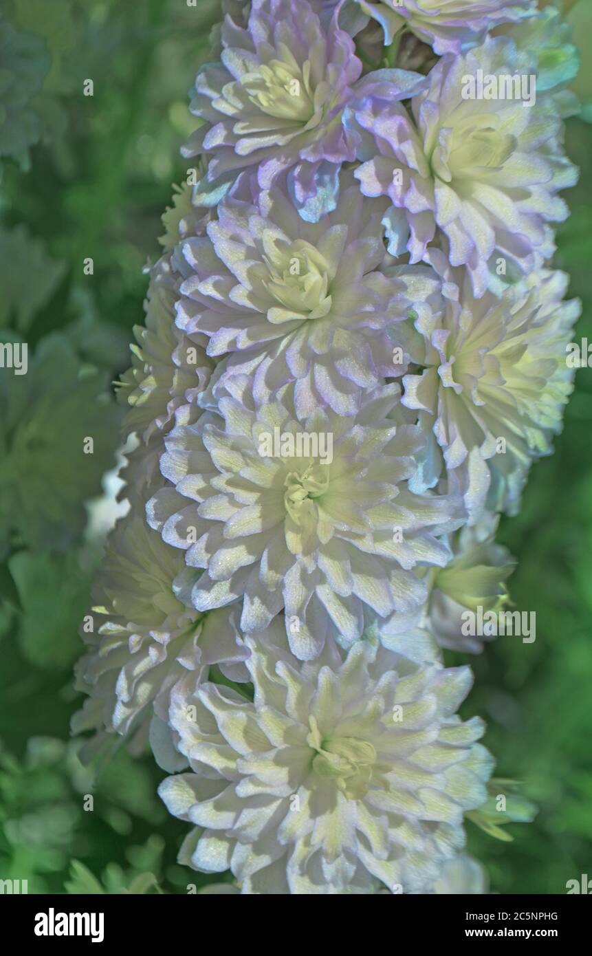 Delphinium Moonlight grows in the garden. Double delphinium flower. Excellent for cutting ...