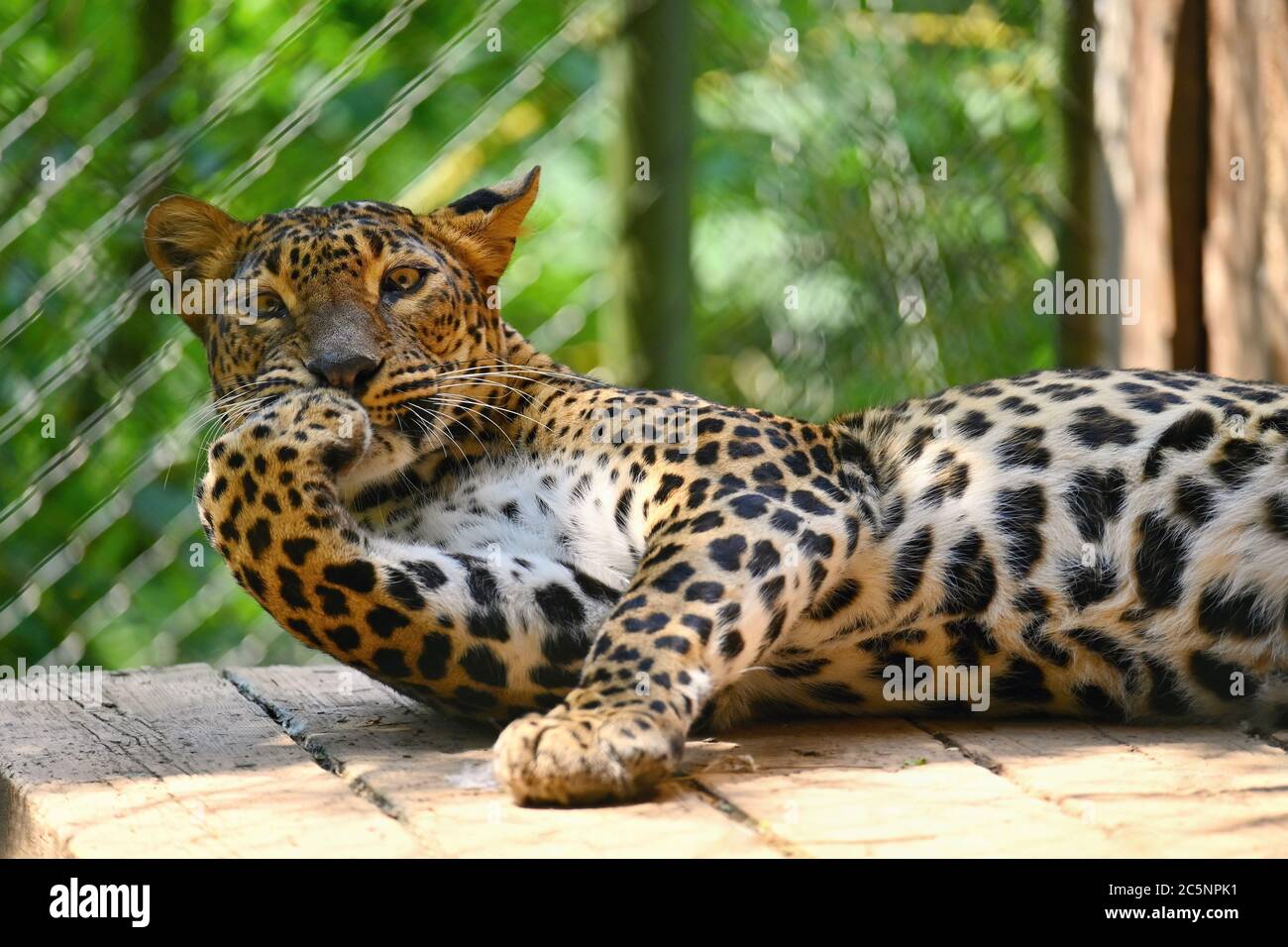 Beautiful Wild Animals Leopard