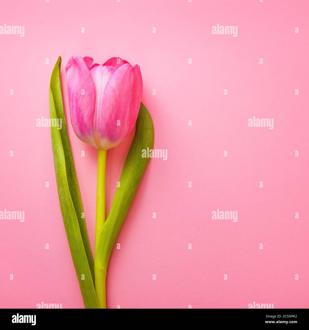 One beautiful pink Tulip close-up on a pink background Stock Photo - Alamy