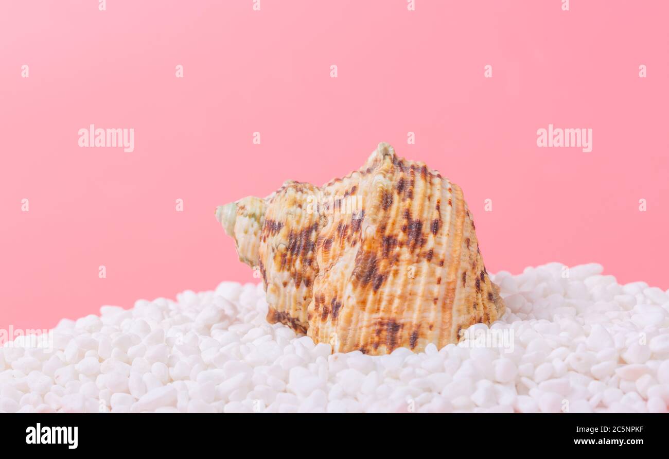 Pink cockleshell hi-res stock photography and images - Alamy