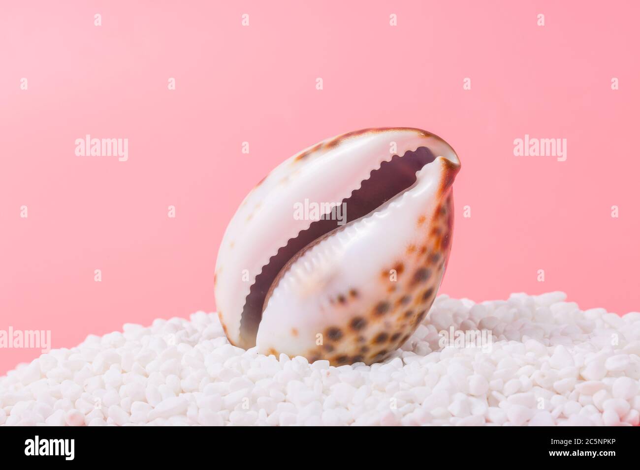 Spiral shell closeup on pink background Stock Photo - Alamy