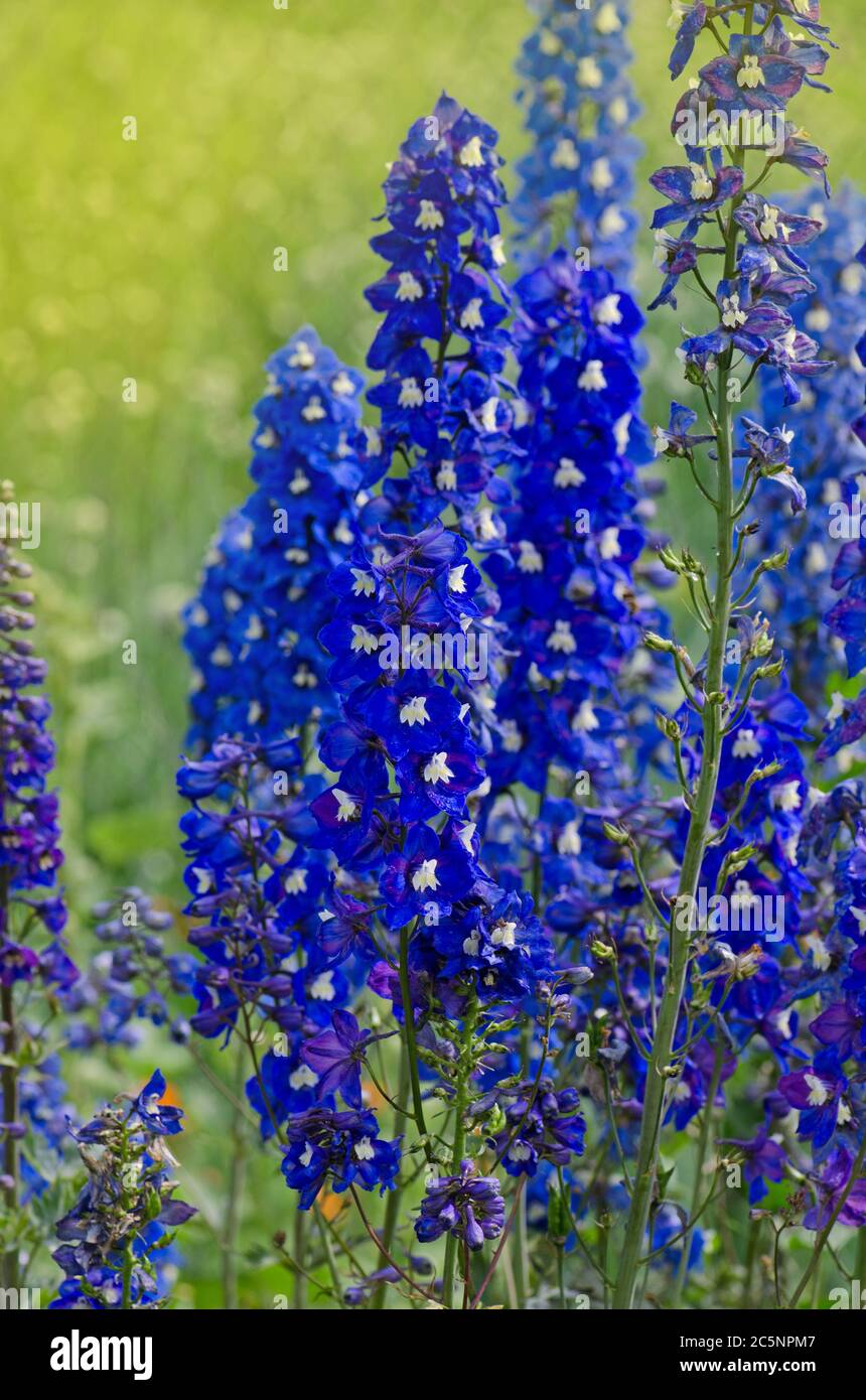 Delphinium blue grows in the garden. Double delphinium blue flower ...