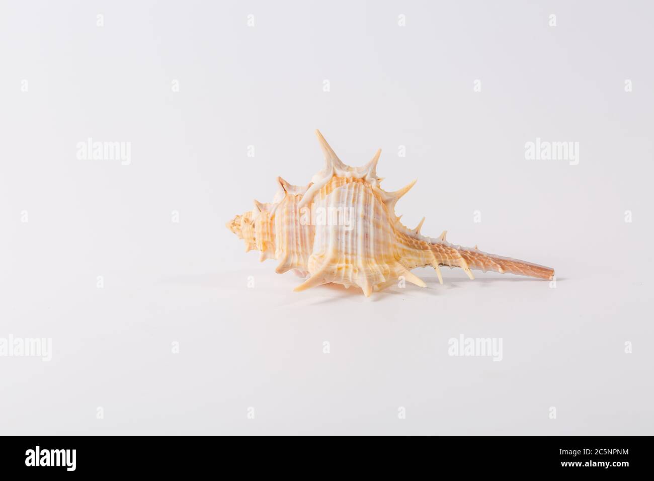 Spiral seashell closeup on white background Stock Photo - Alamy