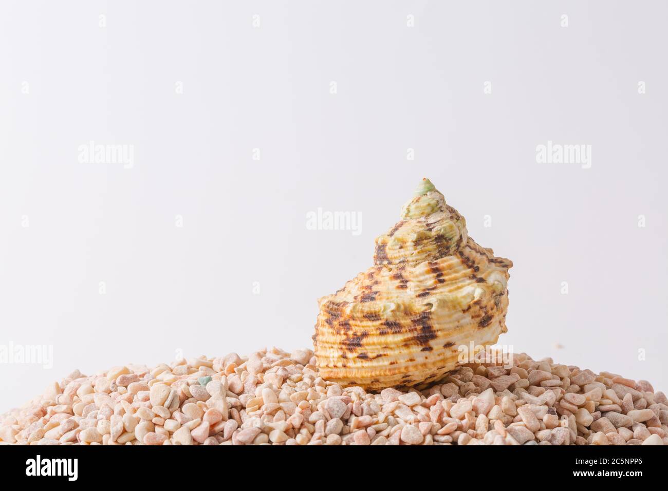 Spiral seashell hi-res stock photography and images - Alamy