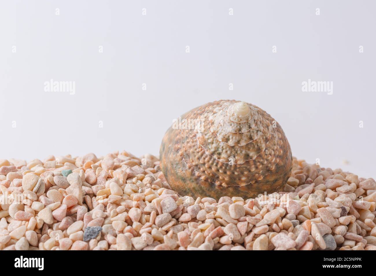 Spiralling shell hi-res stock photography and images - Alamy