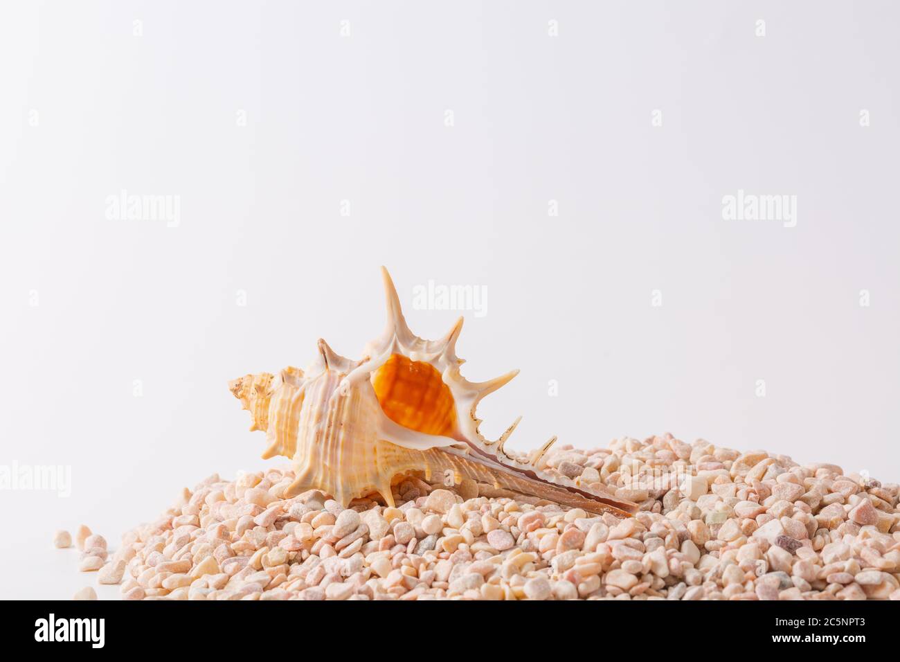 Spiral seashell closeup on white background Stock Photo - Alamy