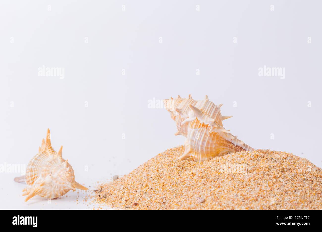 Spiral seashell hi-res stock photography and images - Alamy