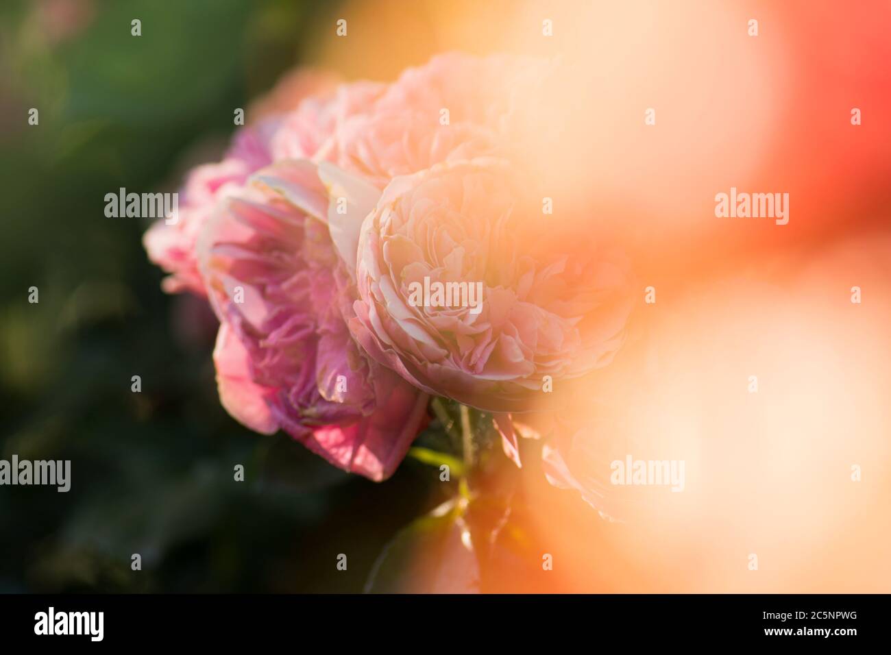 Pink rose in the field. Flowers plant growing in garden. Bush of pink ...