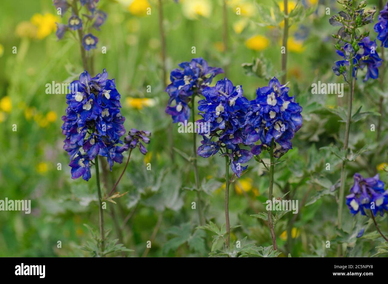 Delphinium Pacific Giants in the garden. Double flower delphinium Stock ...