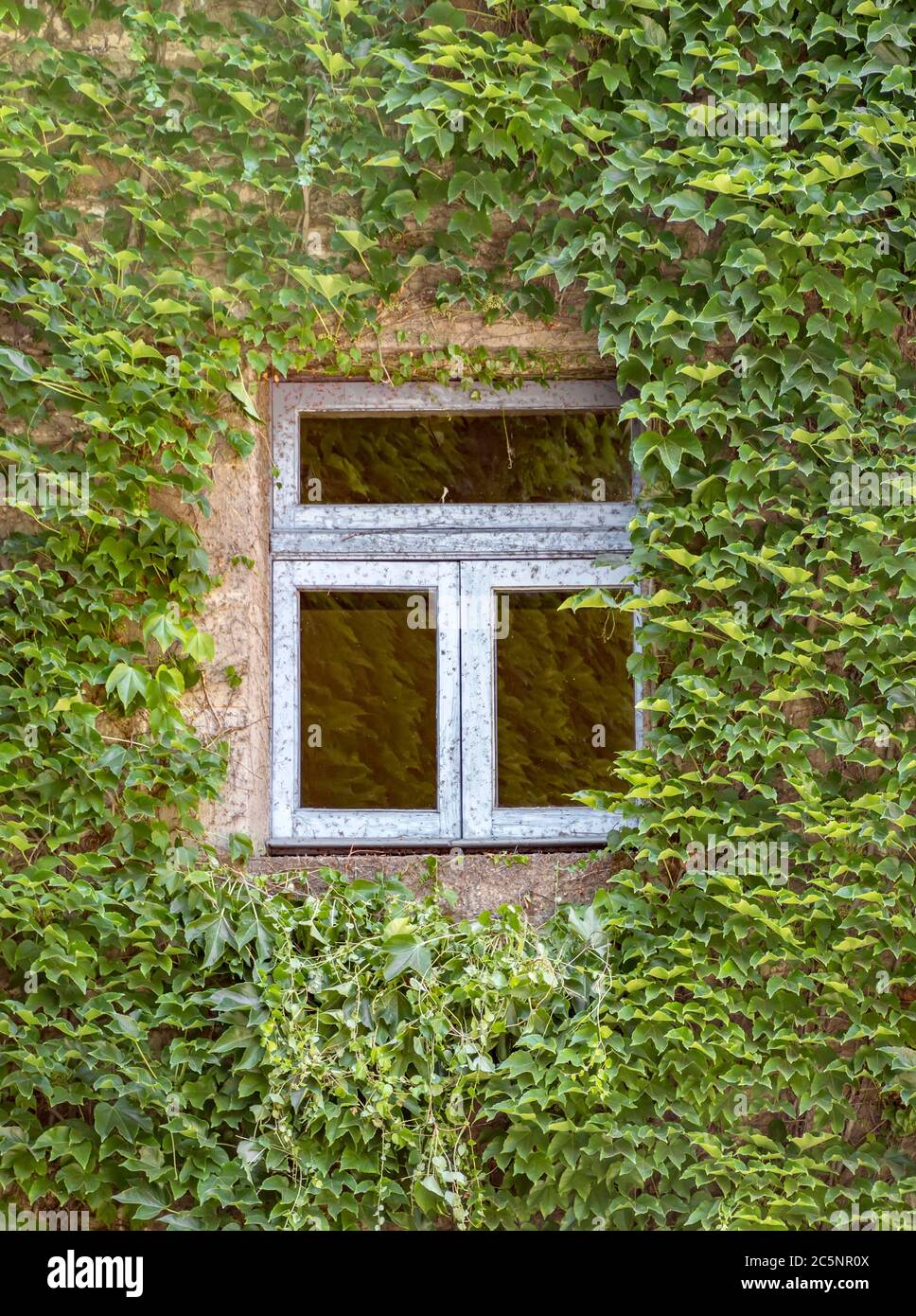 Green ivy covering building wall around the window Stock Photo - Alamy