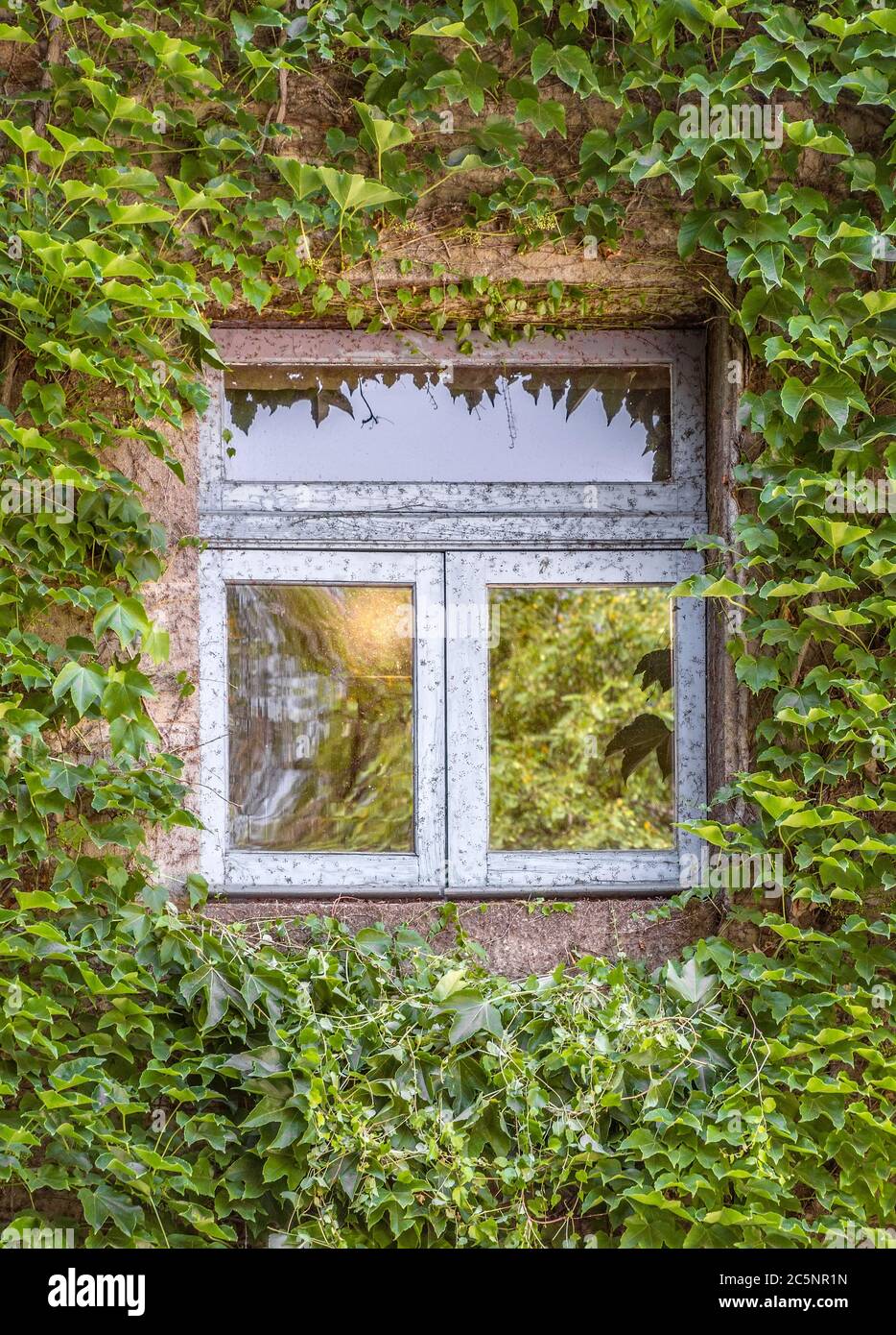 Green ivy covering building wall around the window Stock Photo - Alamy