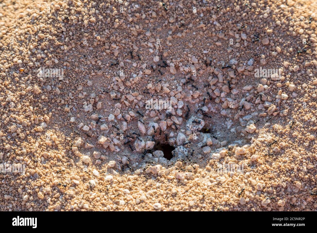 Looking down at ants and an ants nest, in the Californian desert Stock ...