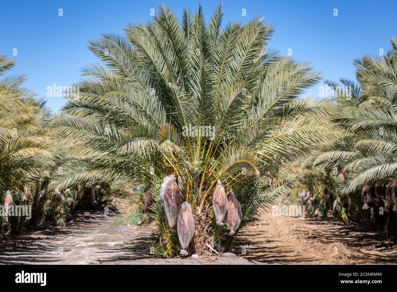 Date Palms growing in the Californian countryside, with protective bags ...